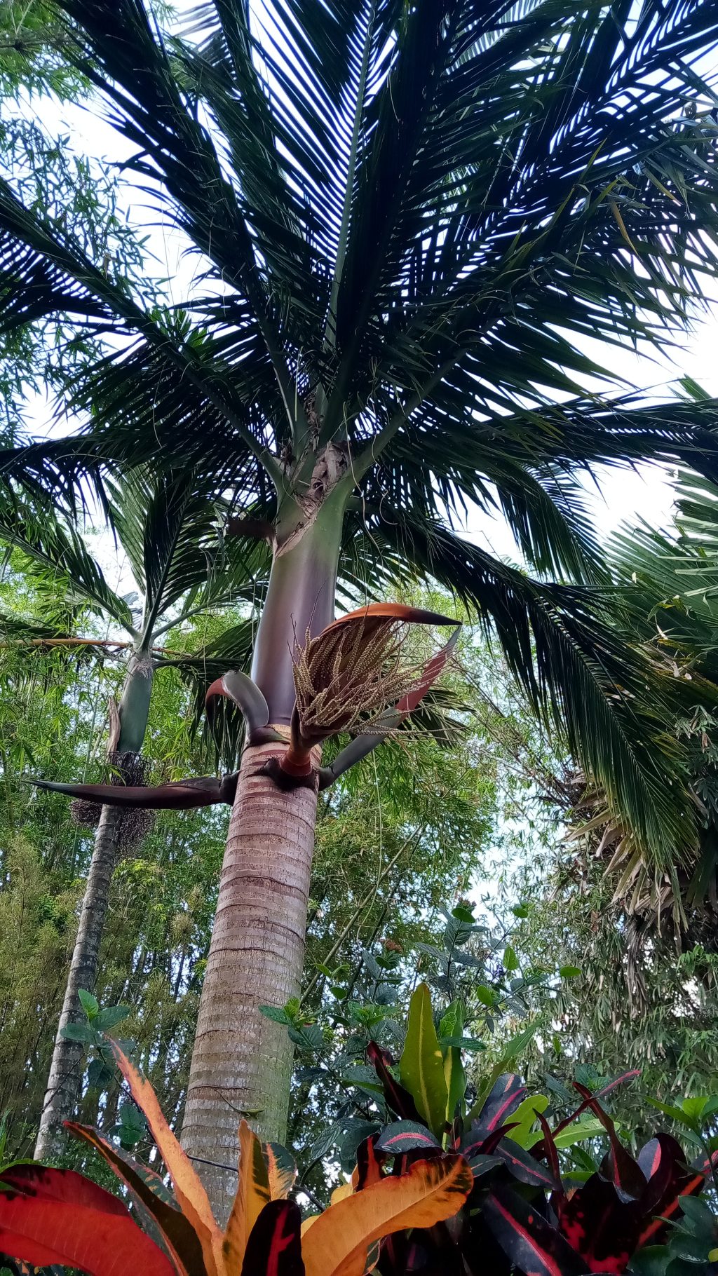 Satake Palm Tree - Richard Lyons Nursery, Inc.