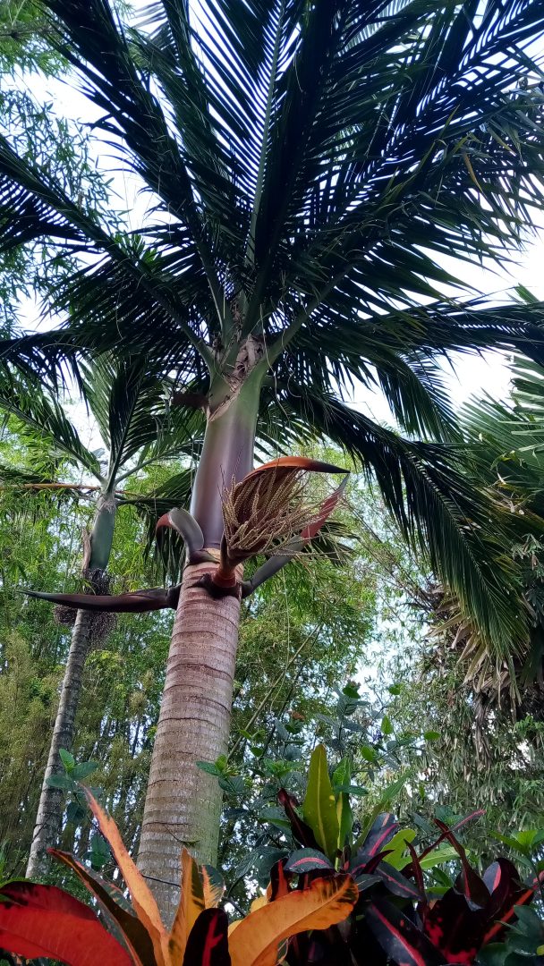 Satake Palm Tree - Richard Lyons Nursery, Inc.