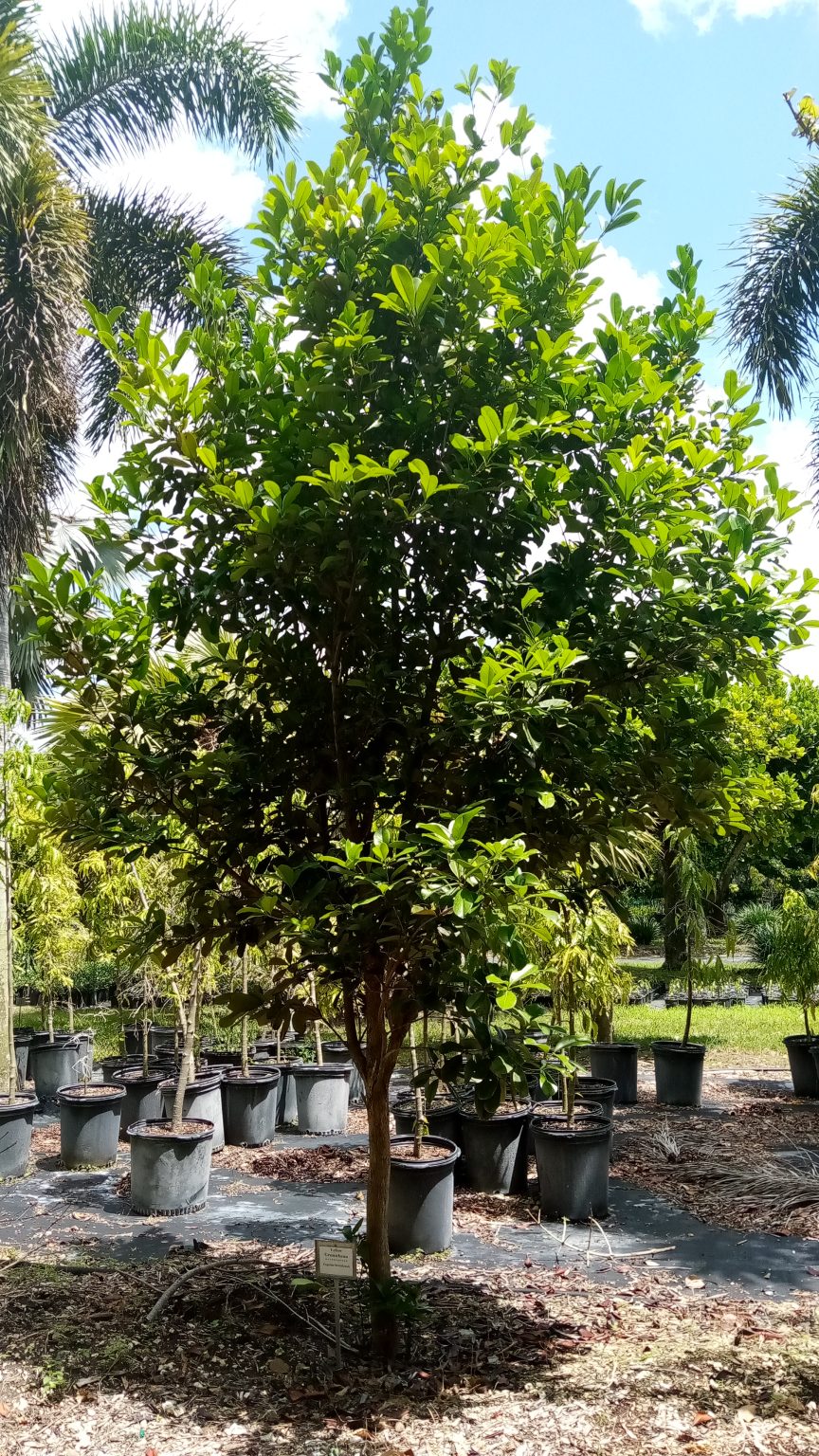 Grumichama or Brazilian Cherry - Richard Lyons Nursery, Inc.