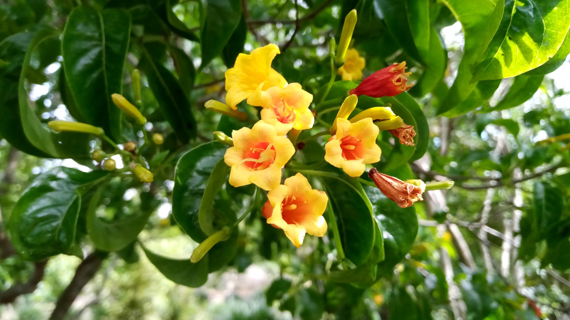 Bahama Firebush - Richard Lyons Nursery, Inc.