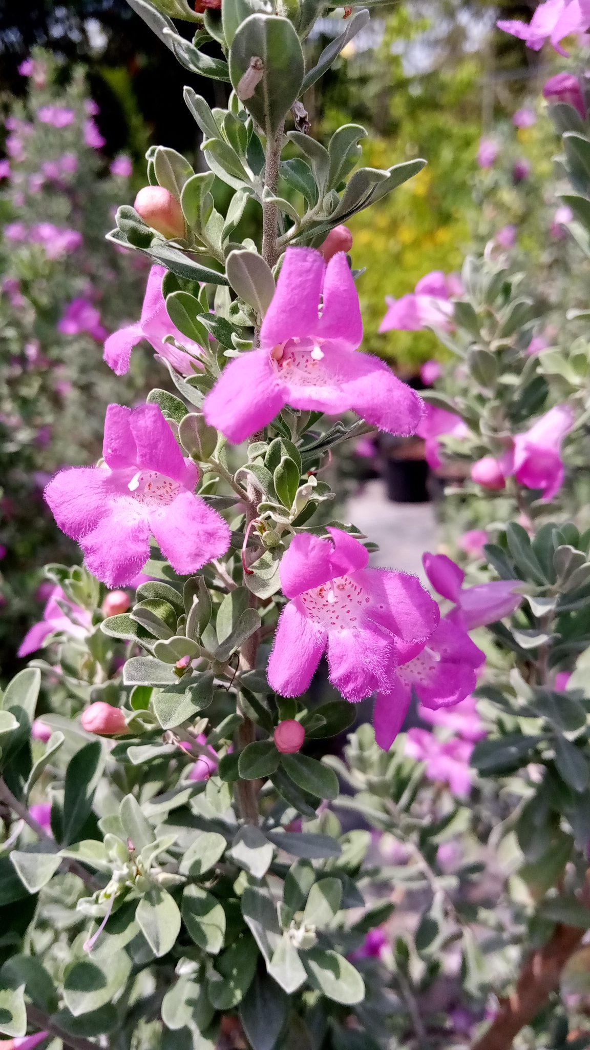 Texas Sage - Richard Lyons Nursery, Inc.