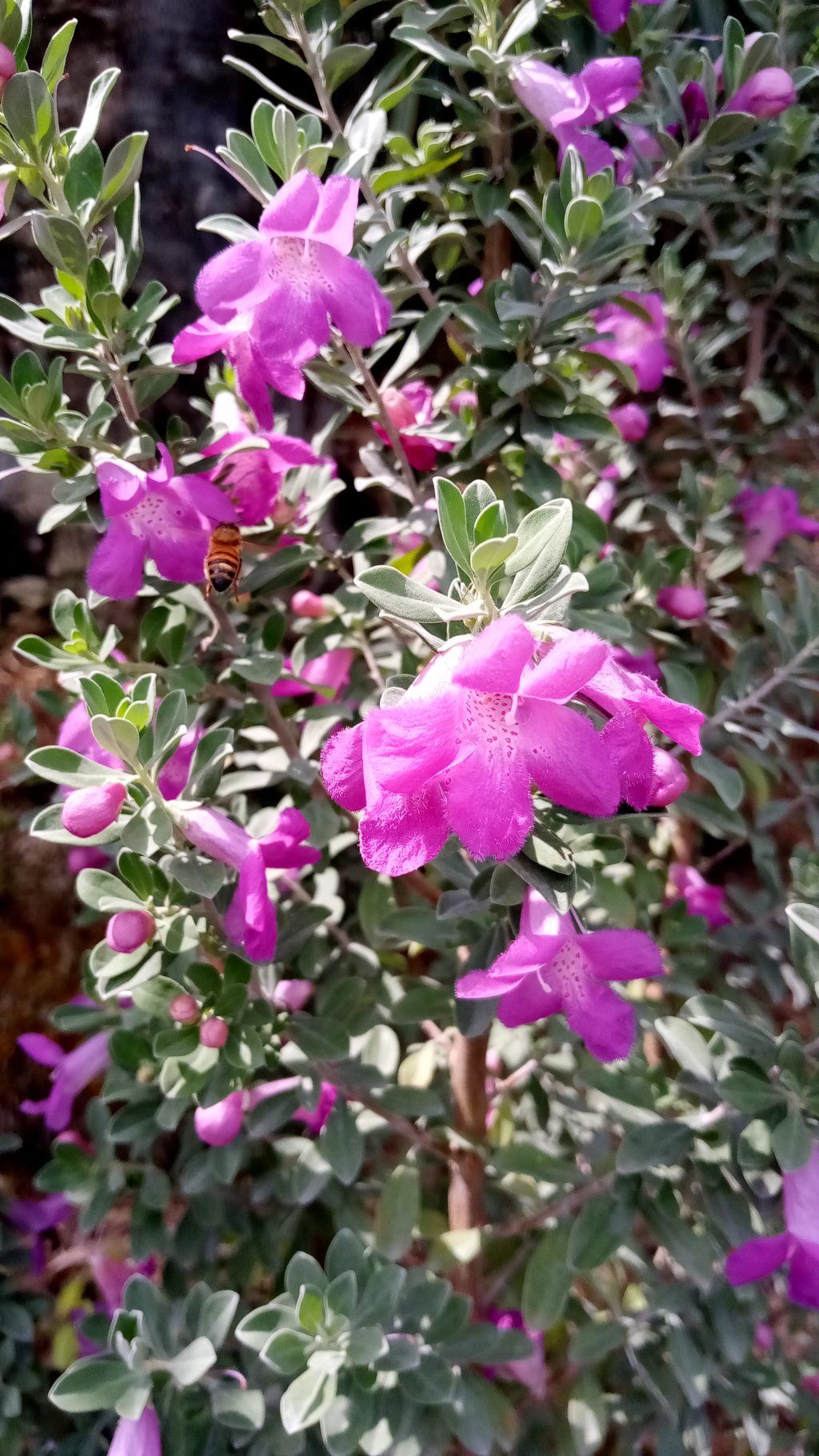Texas Sage - Richard Lyons Nursery, Inc.
