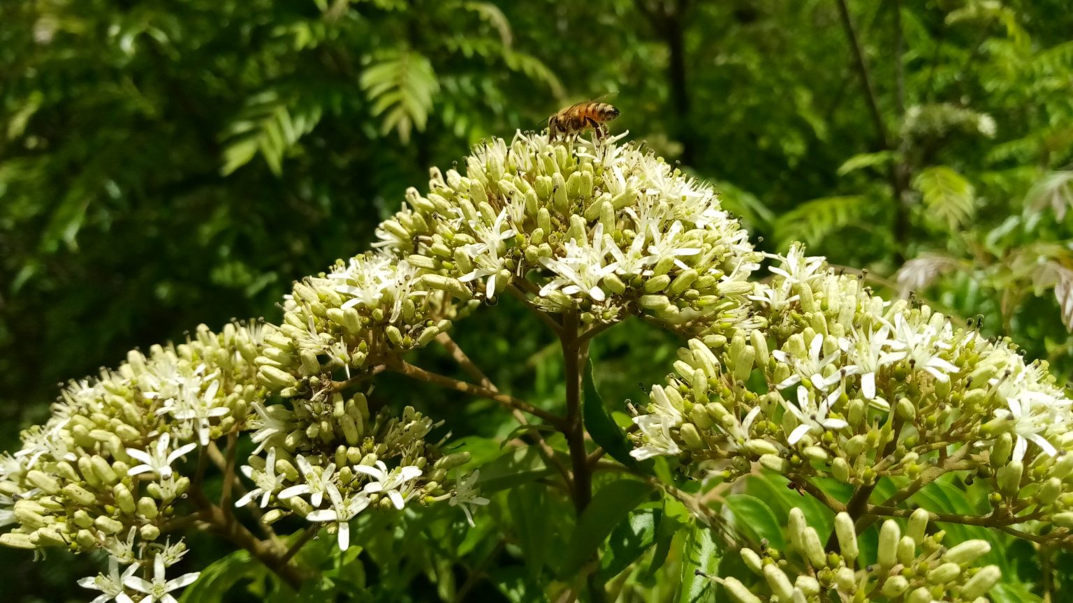 Curry Leaf Tree - Richard Lyons Nursery, Inc.
