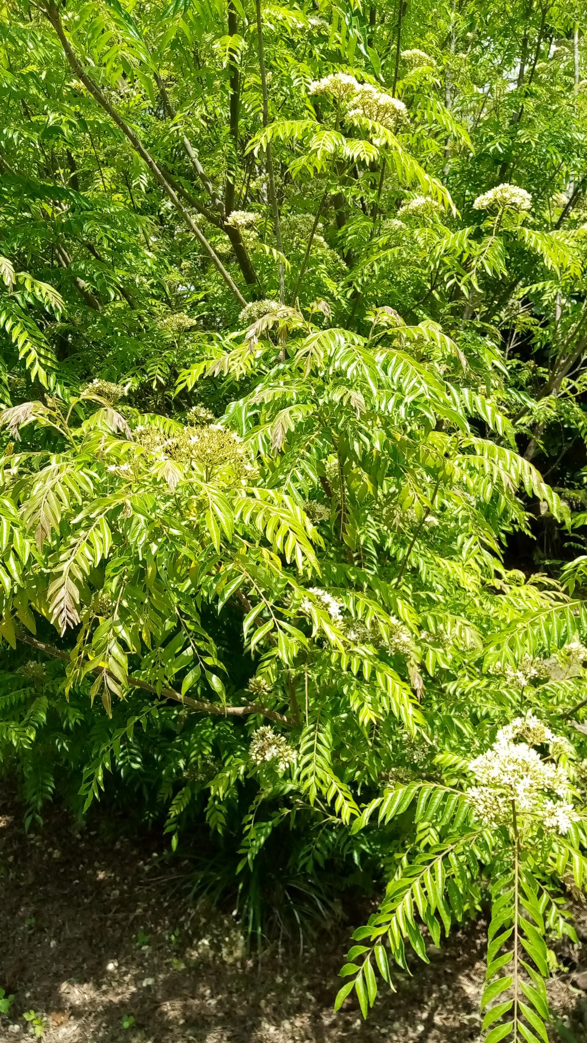 Curry Leaf Tree - Richard Lyons Nursery, Inc.