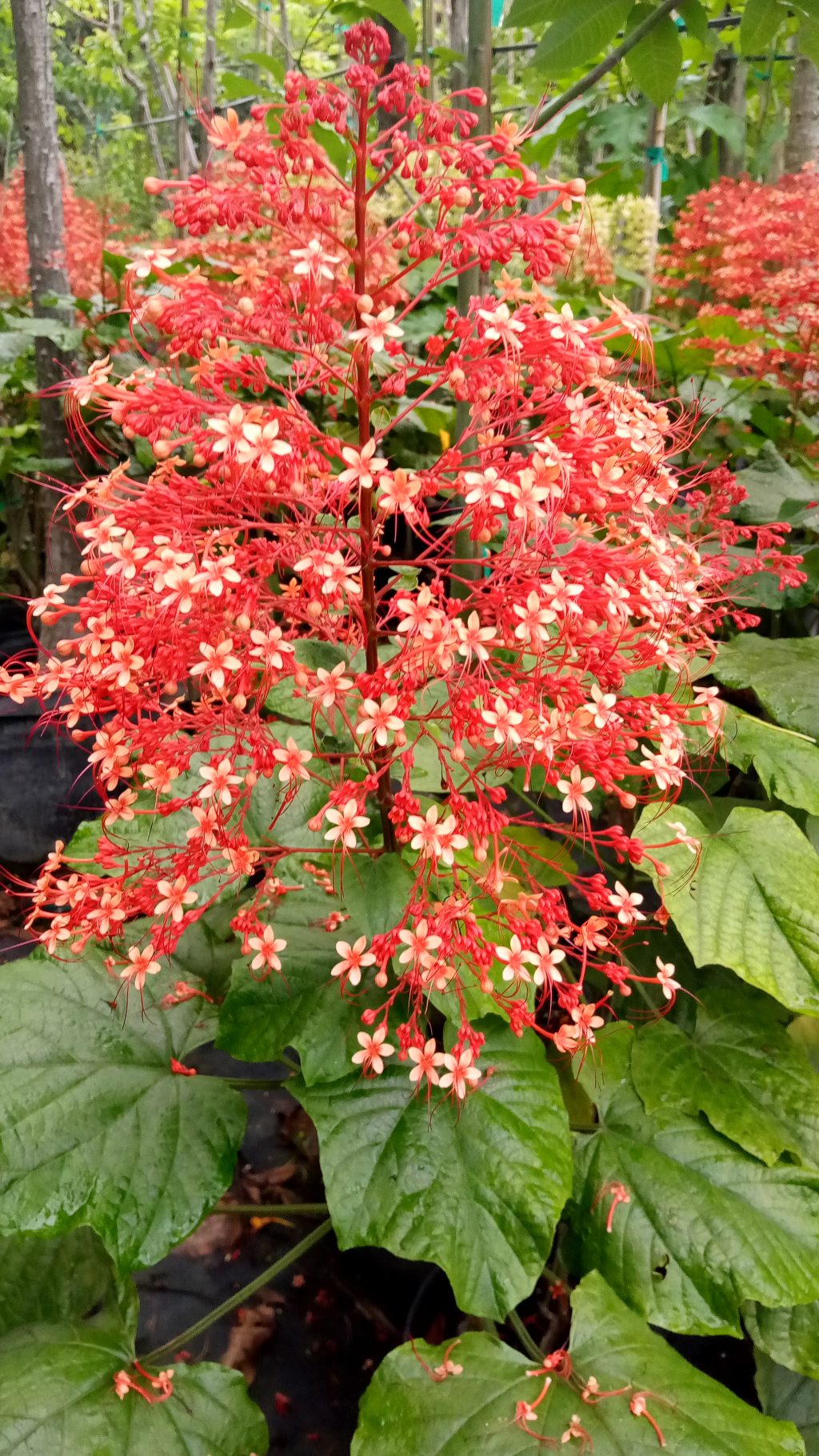 Clerodendrum paniculatum (Red Pagoda Flower1) - Richard Lyons Nursery, Inc.