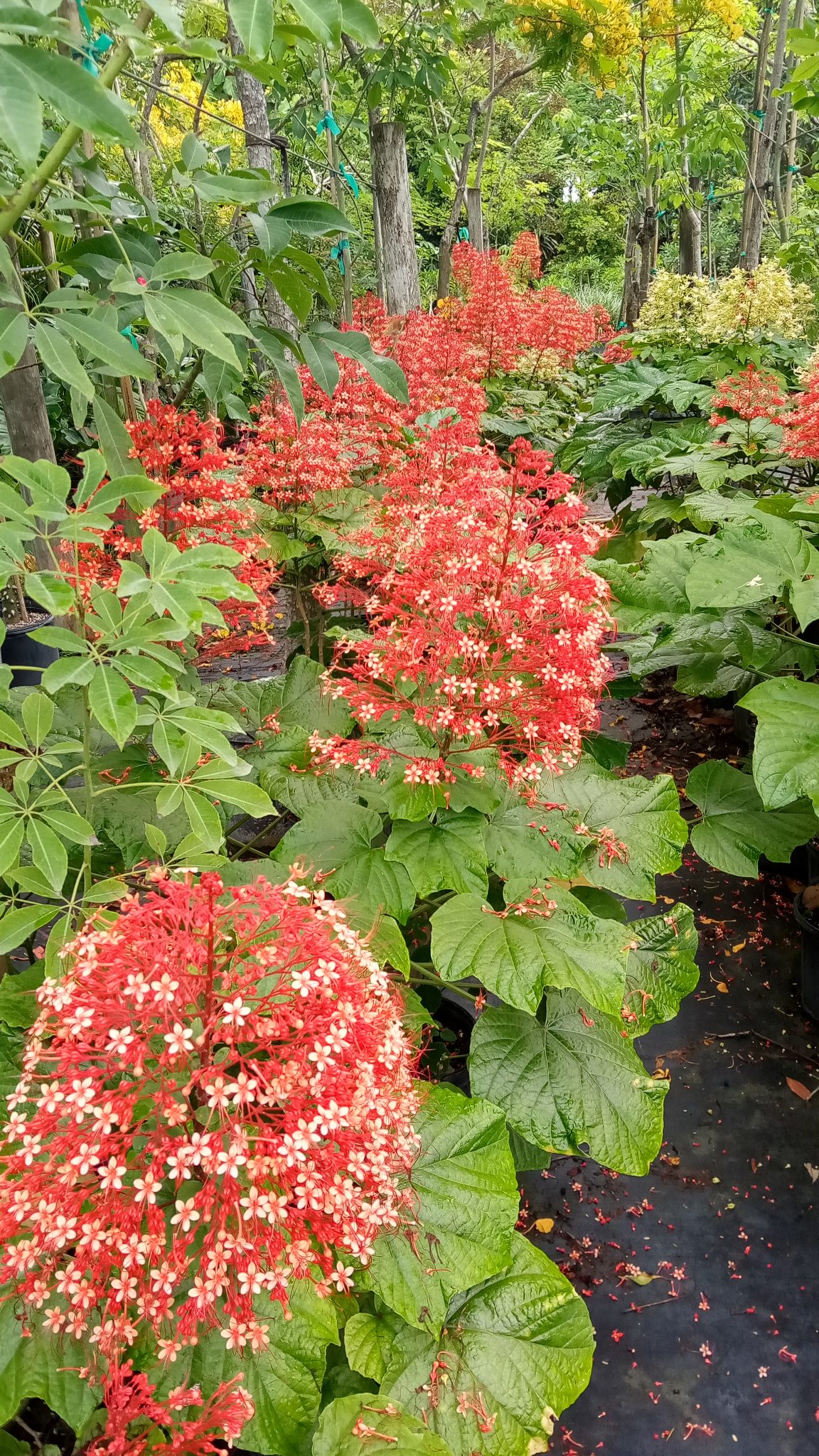 Clerodendrum paniculatum (Red Pagoda Flower2) - Richard Lyons Nursery, Inc.