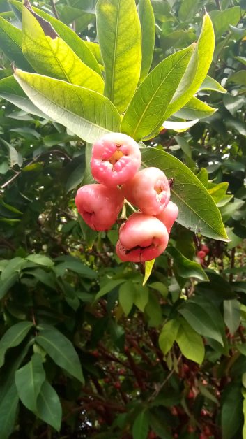 Wax Jambu - Richard Lyons Nursery, Inc.