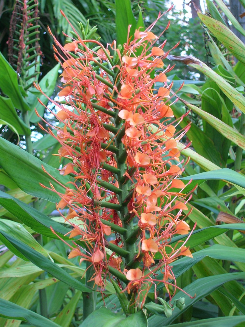 Fragrant Gingers - Richard Lyons Nursery, Inc.