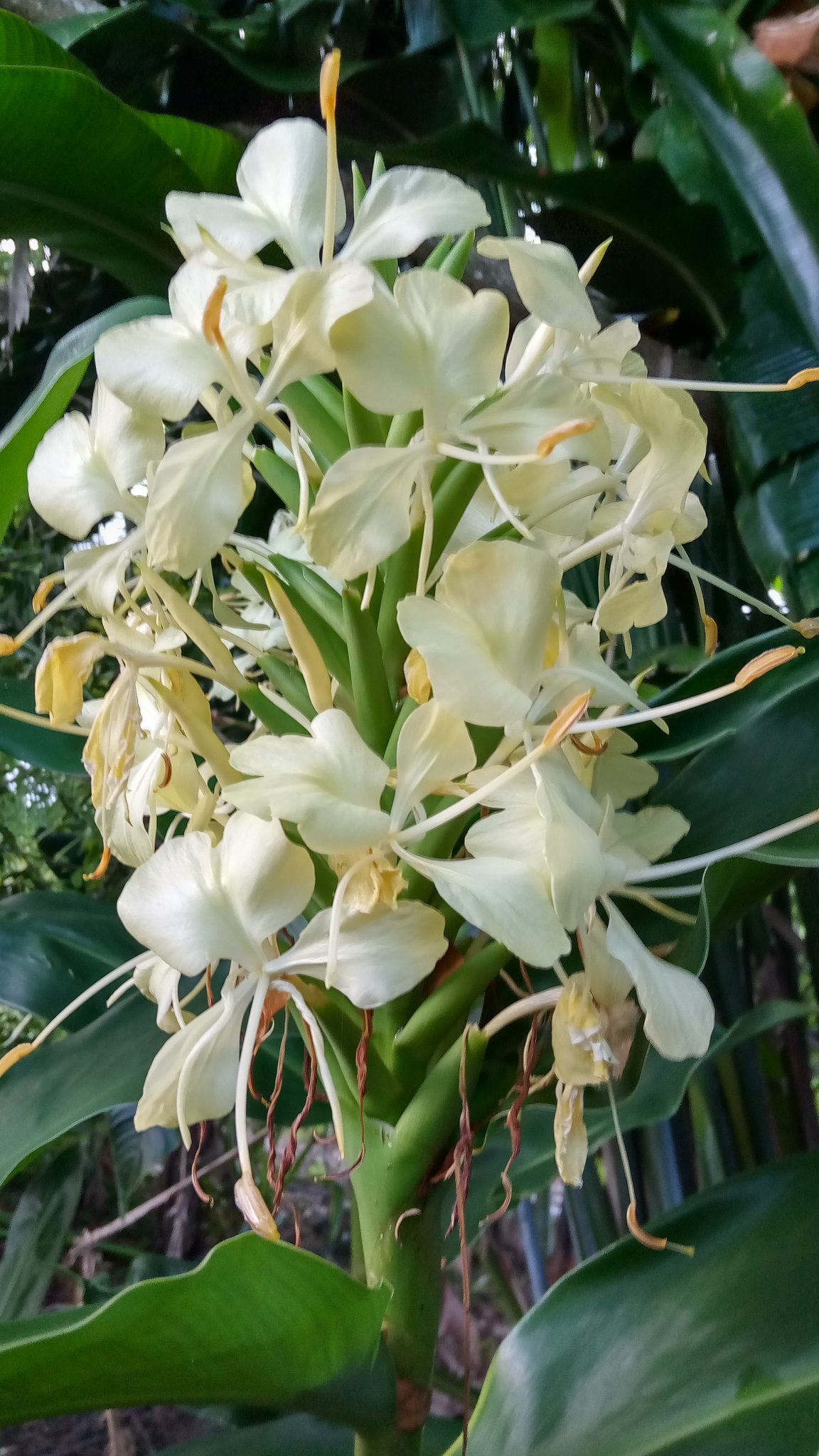 Fragrant Gingers - Richard Lyons Nursery, Inc.