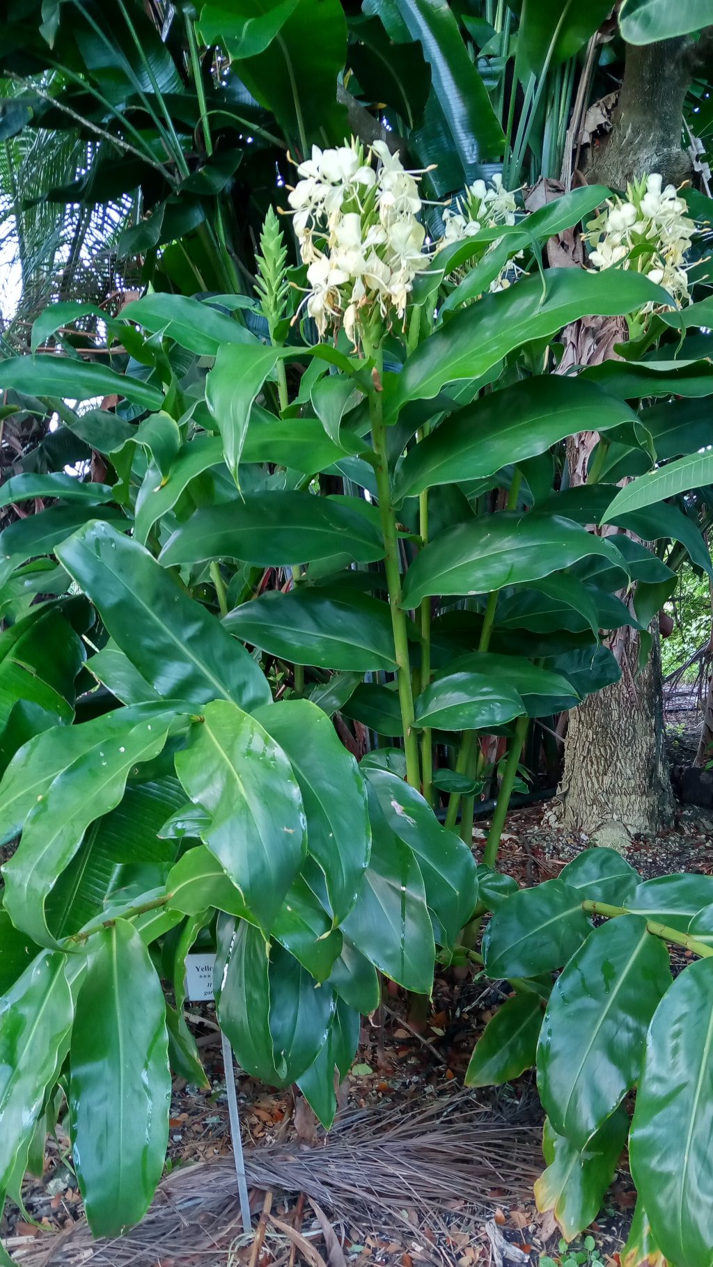 Fragrant Gingers - Richard Lyons Nursery, Inc.