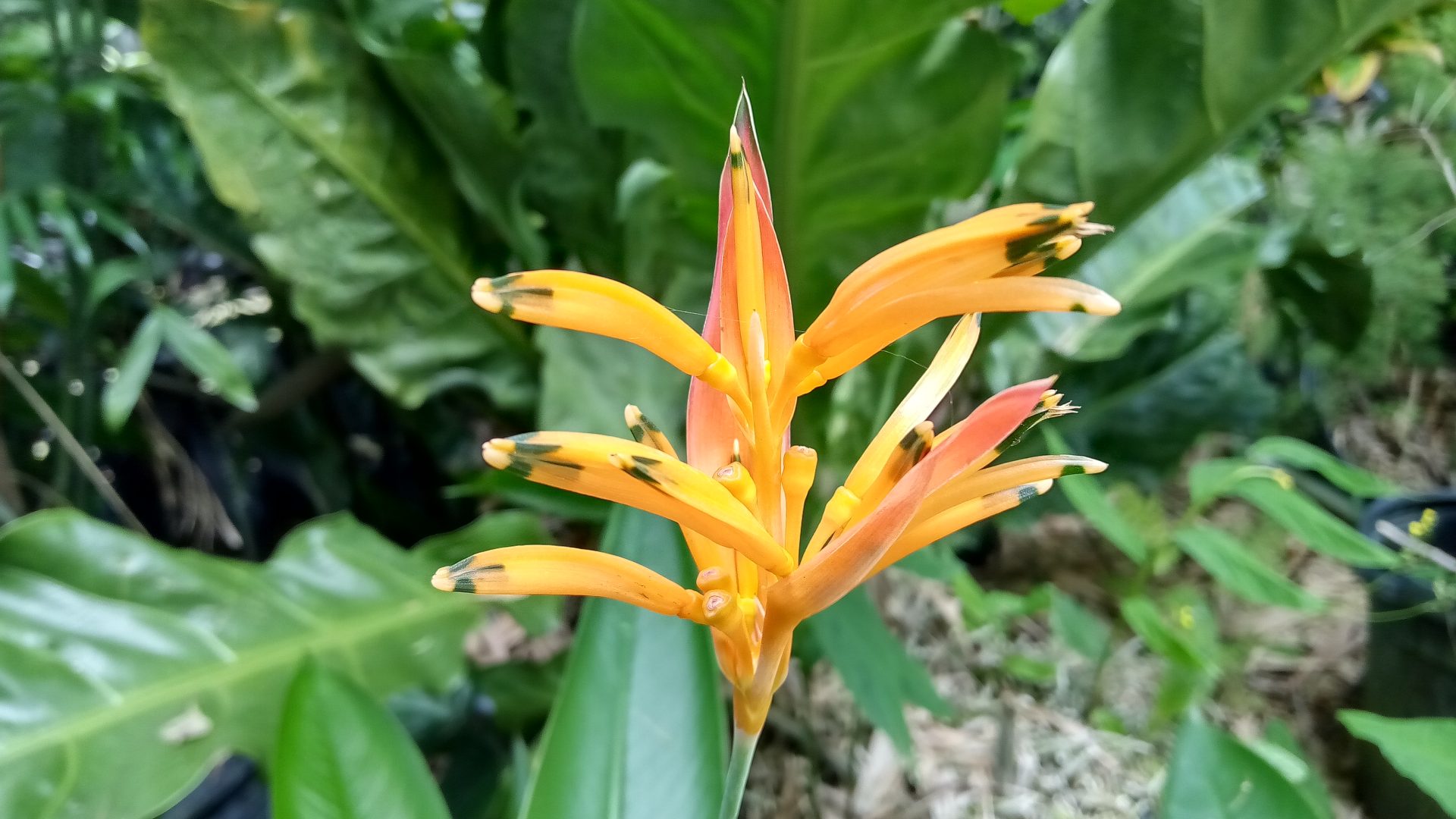 Heliconia psittacorum - Richard Lyons Nursery, Inc.