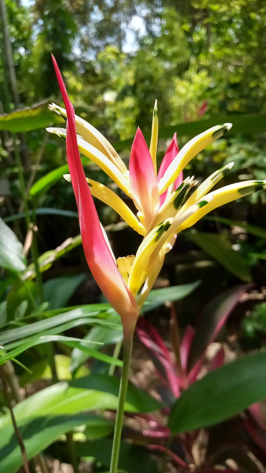 Heliconia psittacorum - Richard Lyons Nursery, Inc.