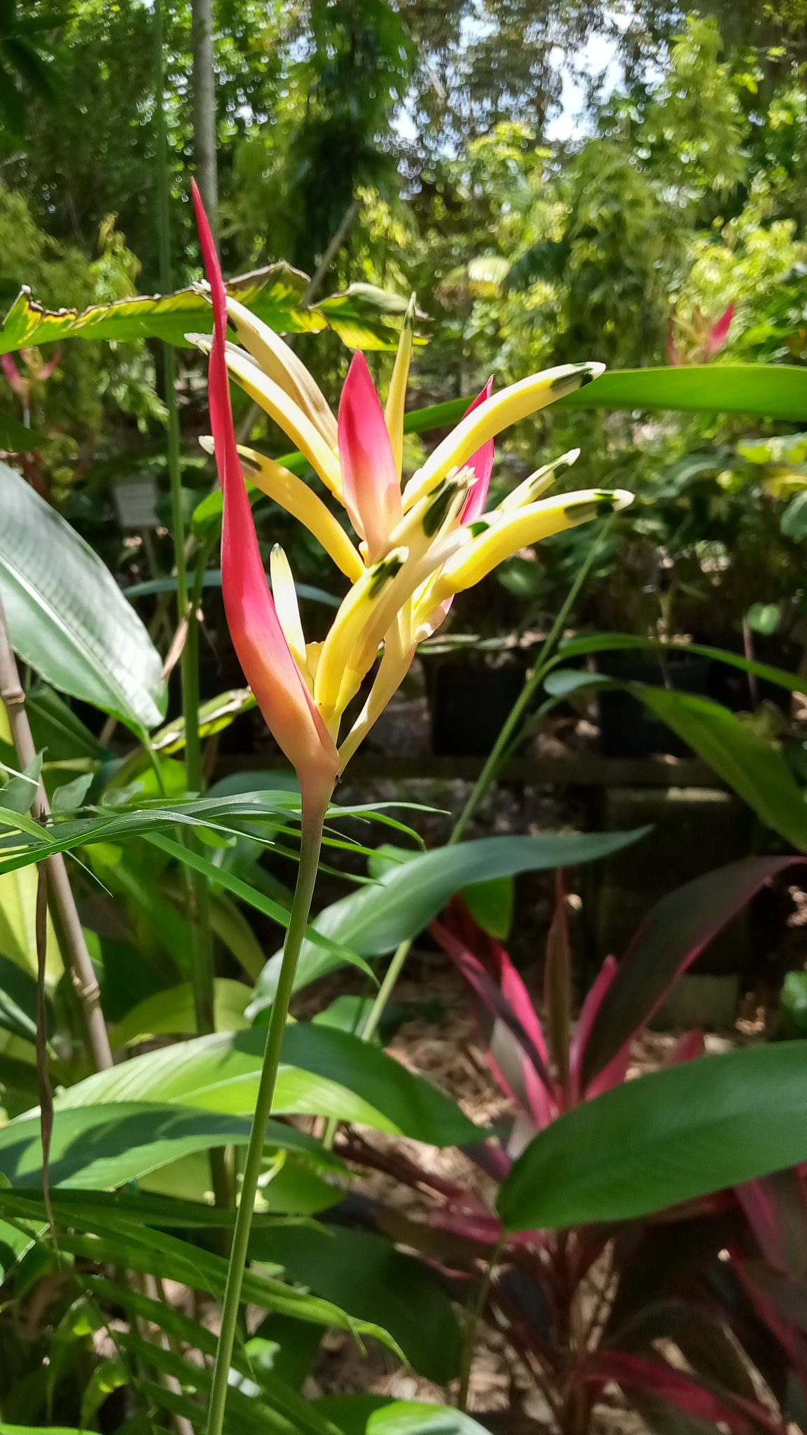 Heliconia psittacorum 'Lady Di' (Parrot's Beak Heliconia1) - Richard ...