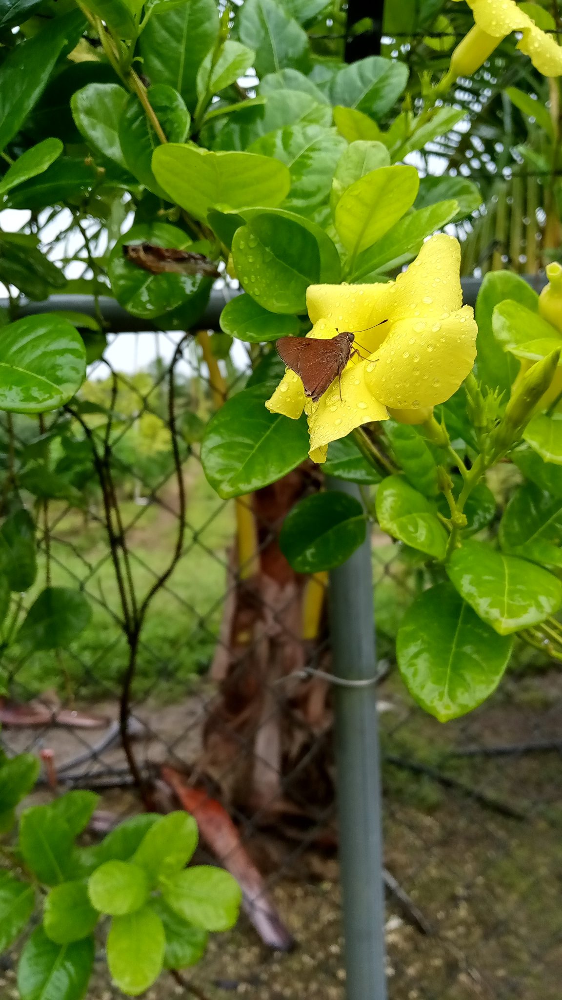 Pentalinon luteum (Native Wild Allamanda) - Richard Lyons Nursery, Inc.