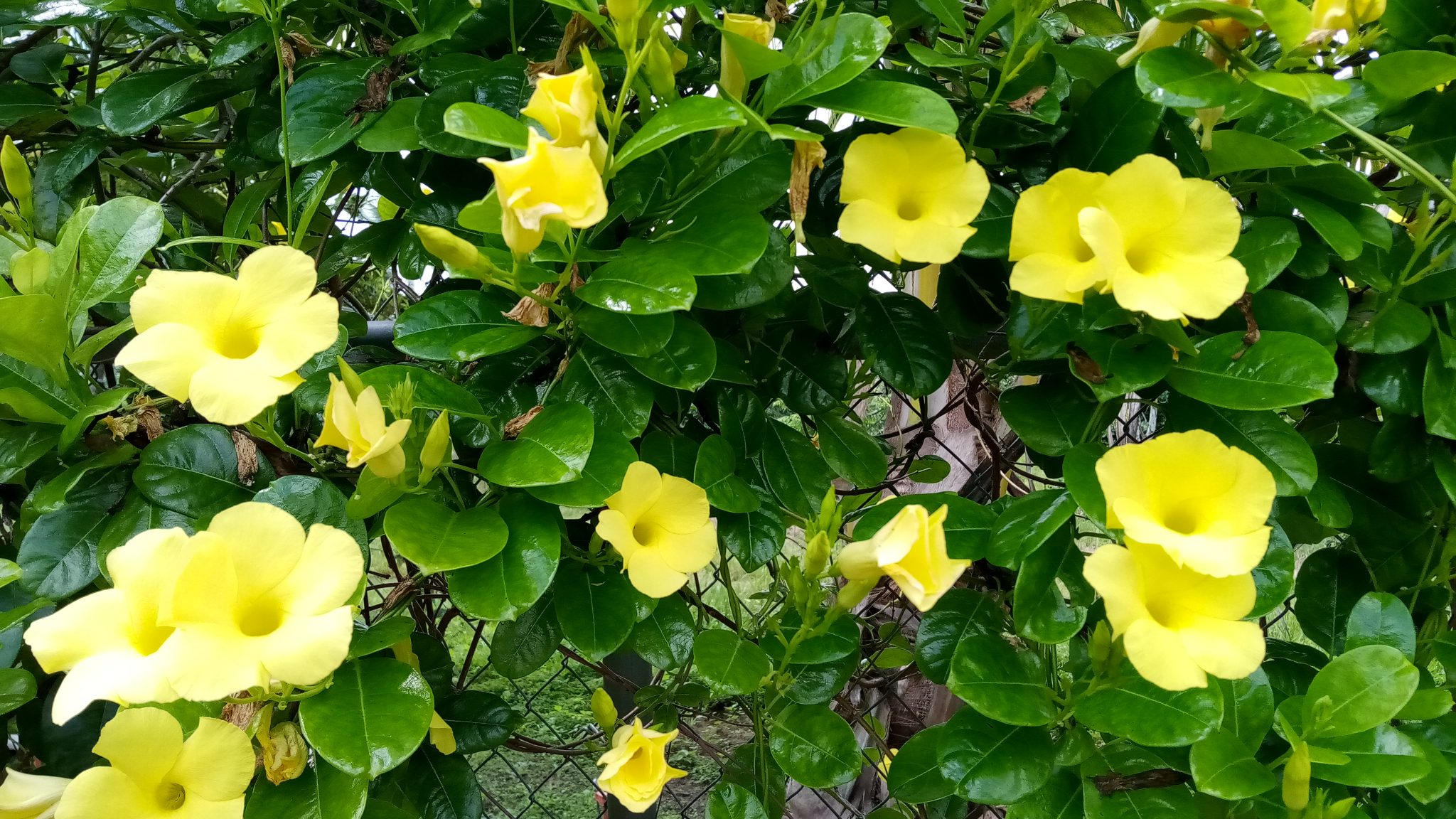 Wild Allamanda - Richard Lyons Nursery, Inc.