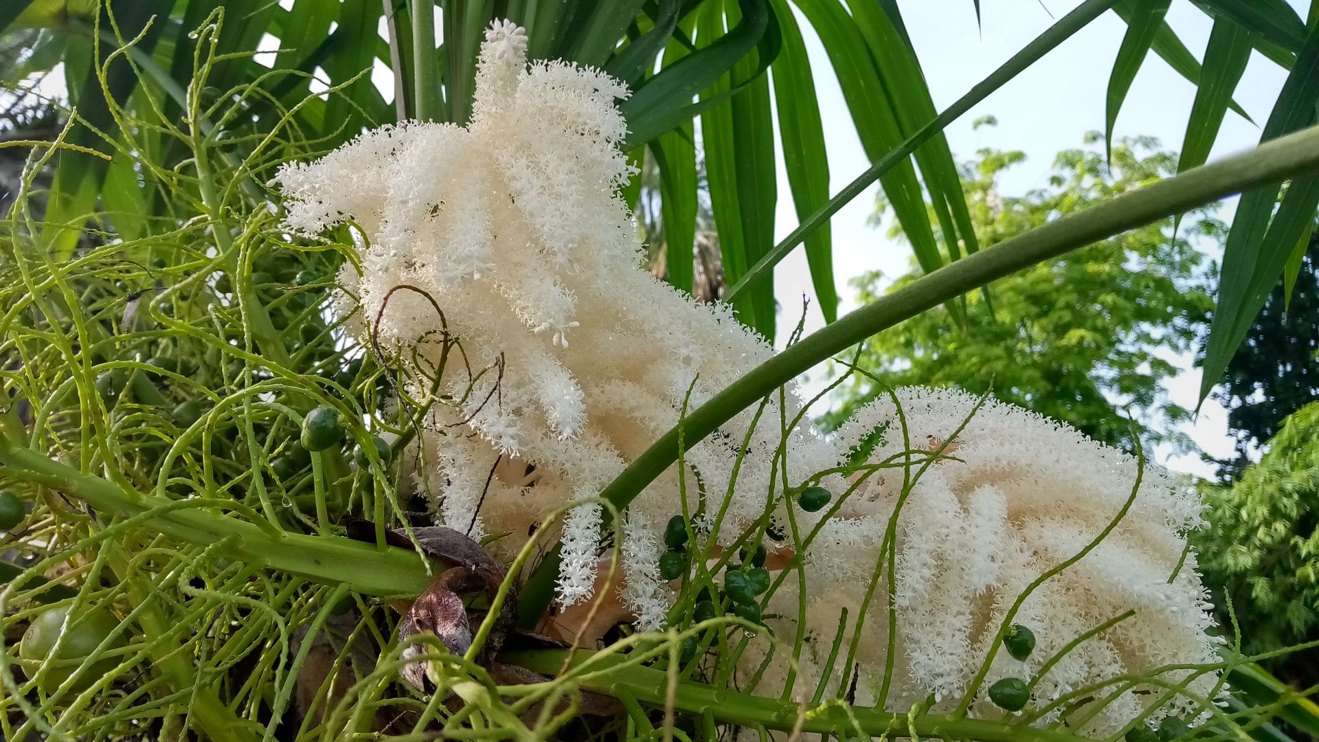 Mountain Pimento Palm Tree - Richard Lyons Nursery, Inc.