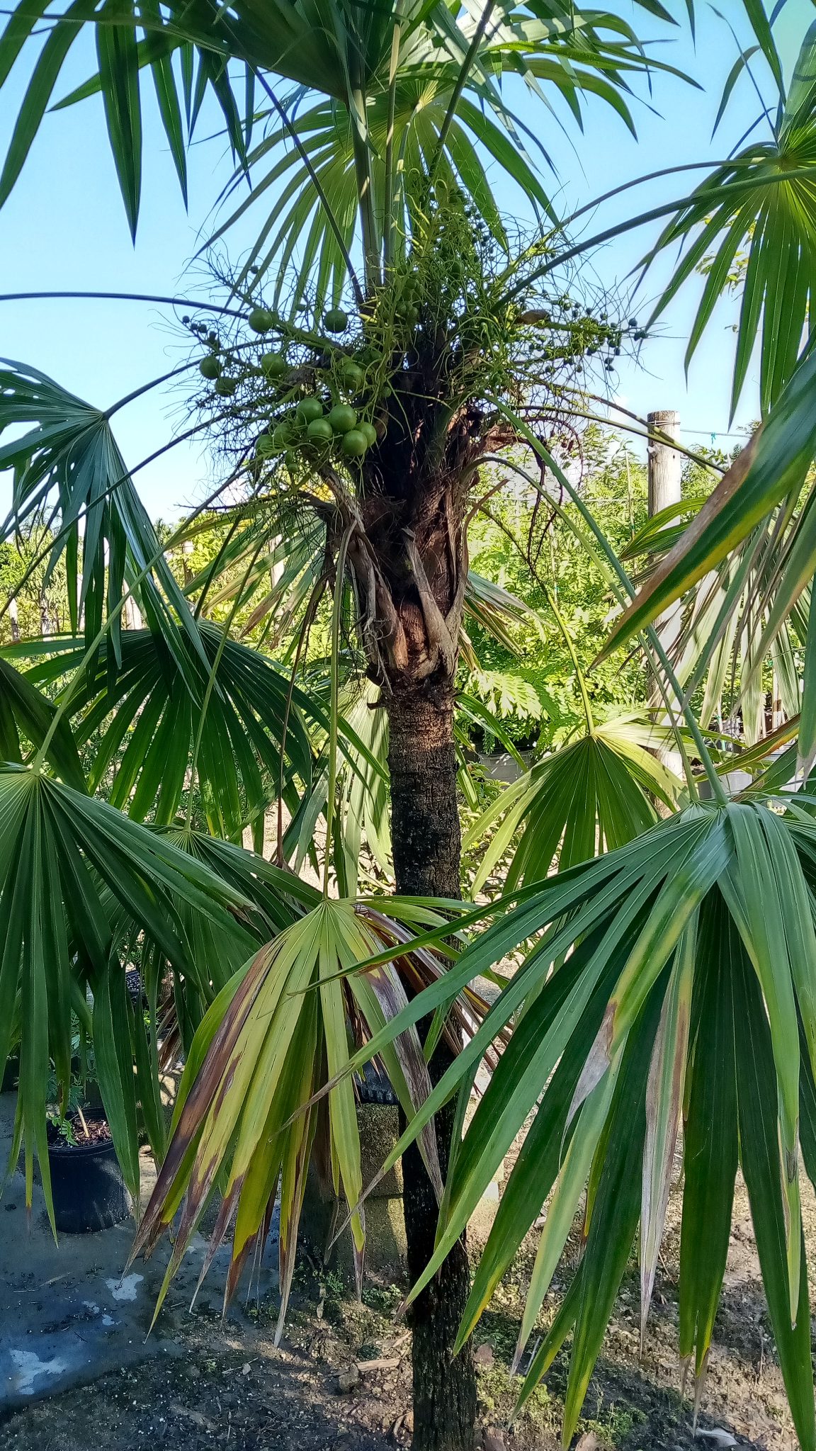 Mountain Pimento Palm Tree - Richard Lyons Nursery, Inc.