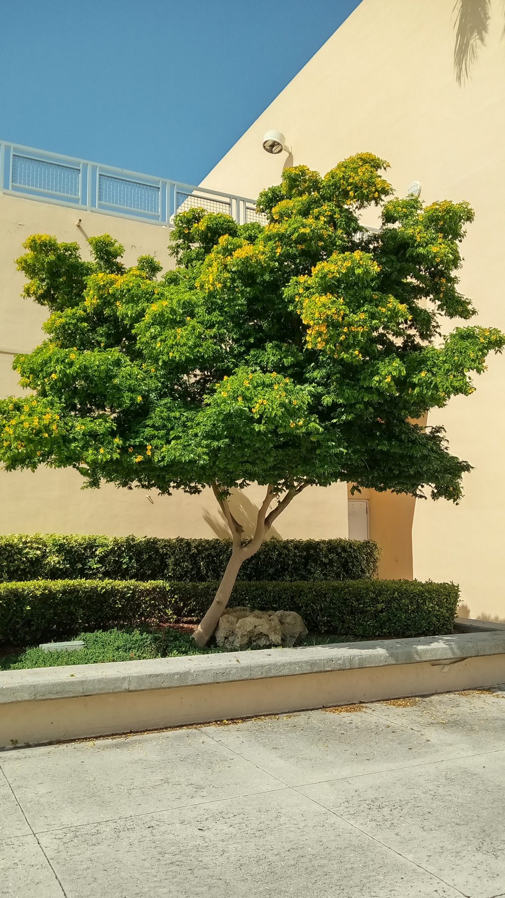 Verawood Tree - Richard Lyons Nursery, Inc.