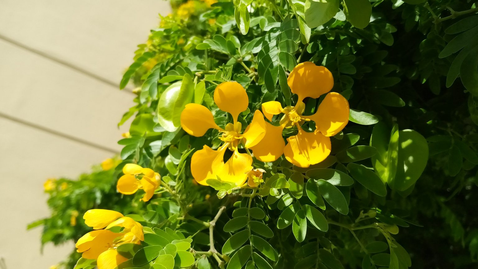 Verawood Tree - Richard Lyons Nursery, Inc.