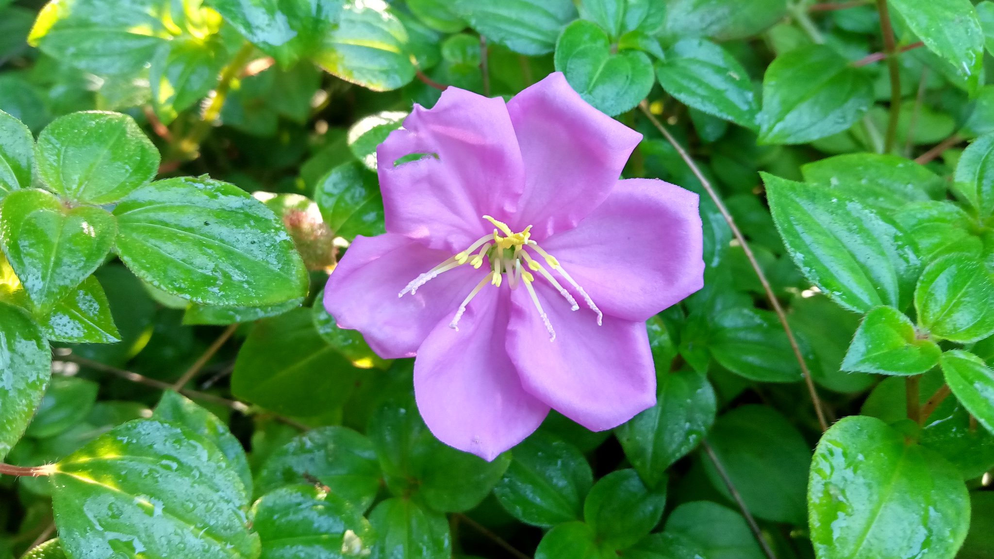 Spanish Shawl - Richard Lyons Nursery, Inc.