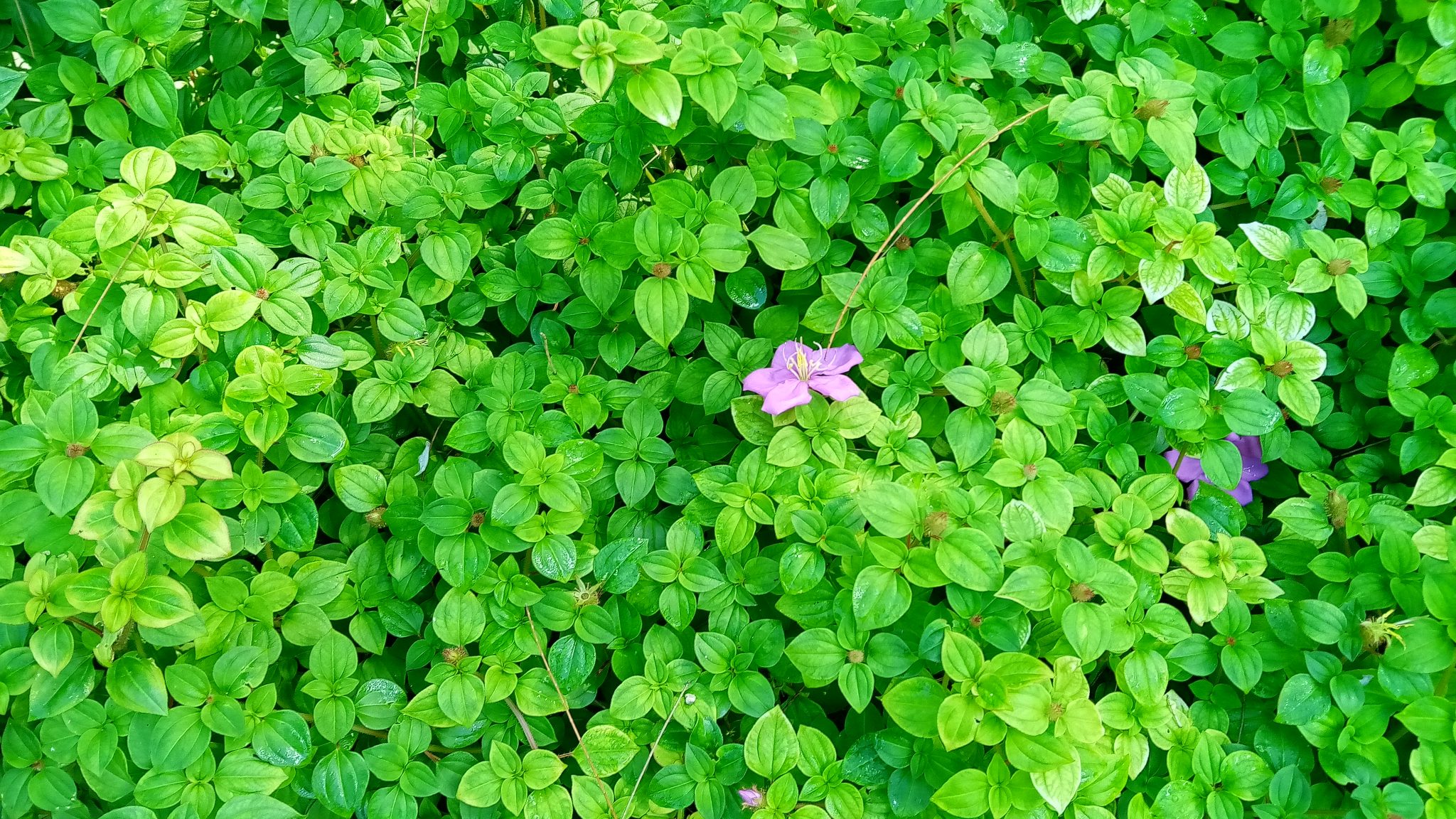Spanish Shawl - Richard Lyons Nursery, Inc.