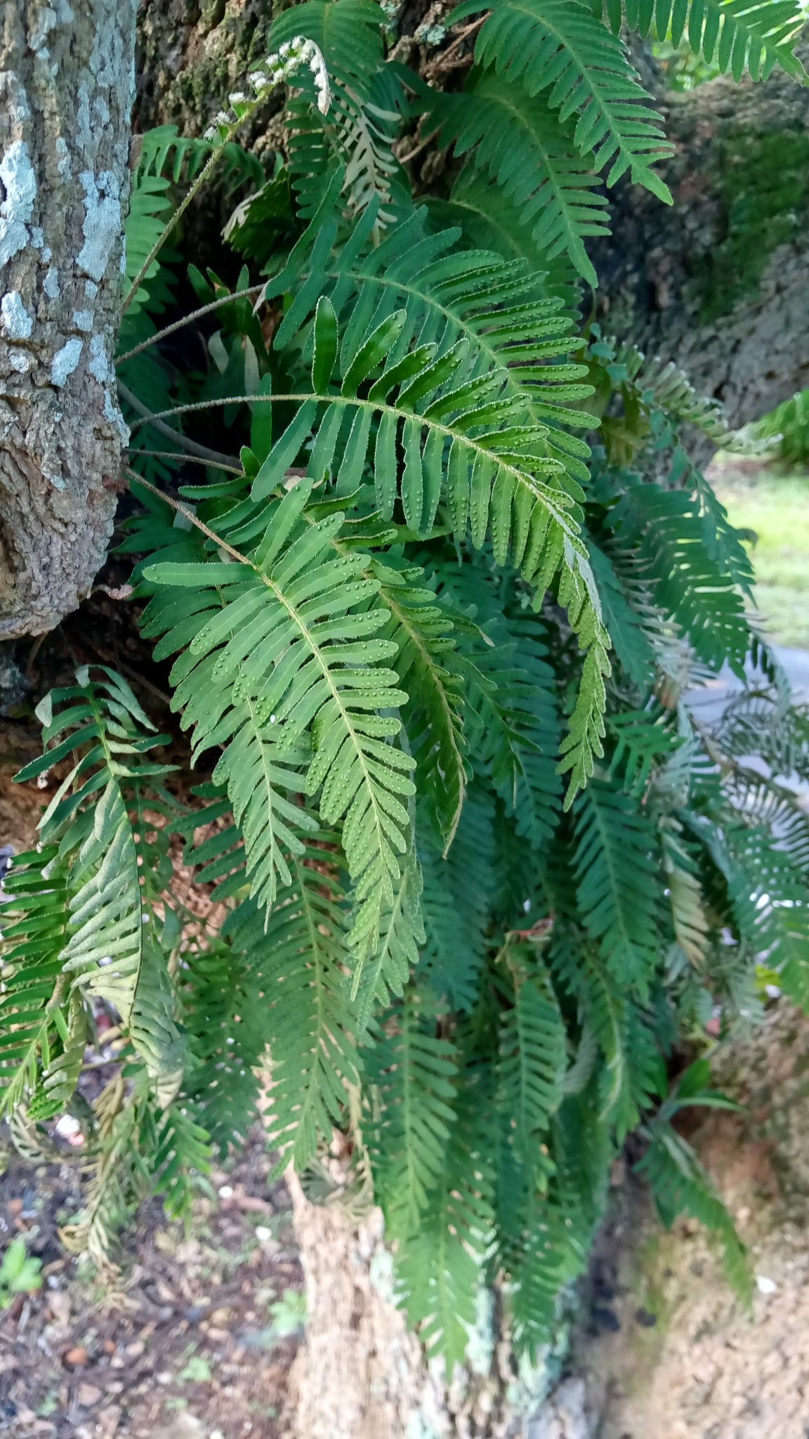 Resurrection Fern and Whisk-Fern - Richard Lyons Nursery, Inc.