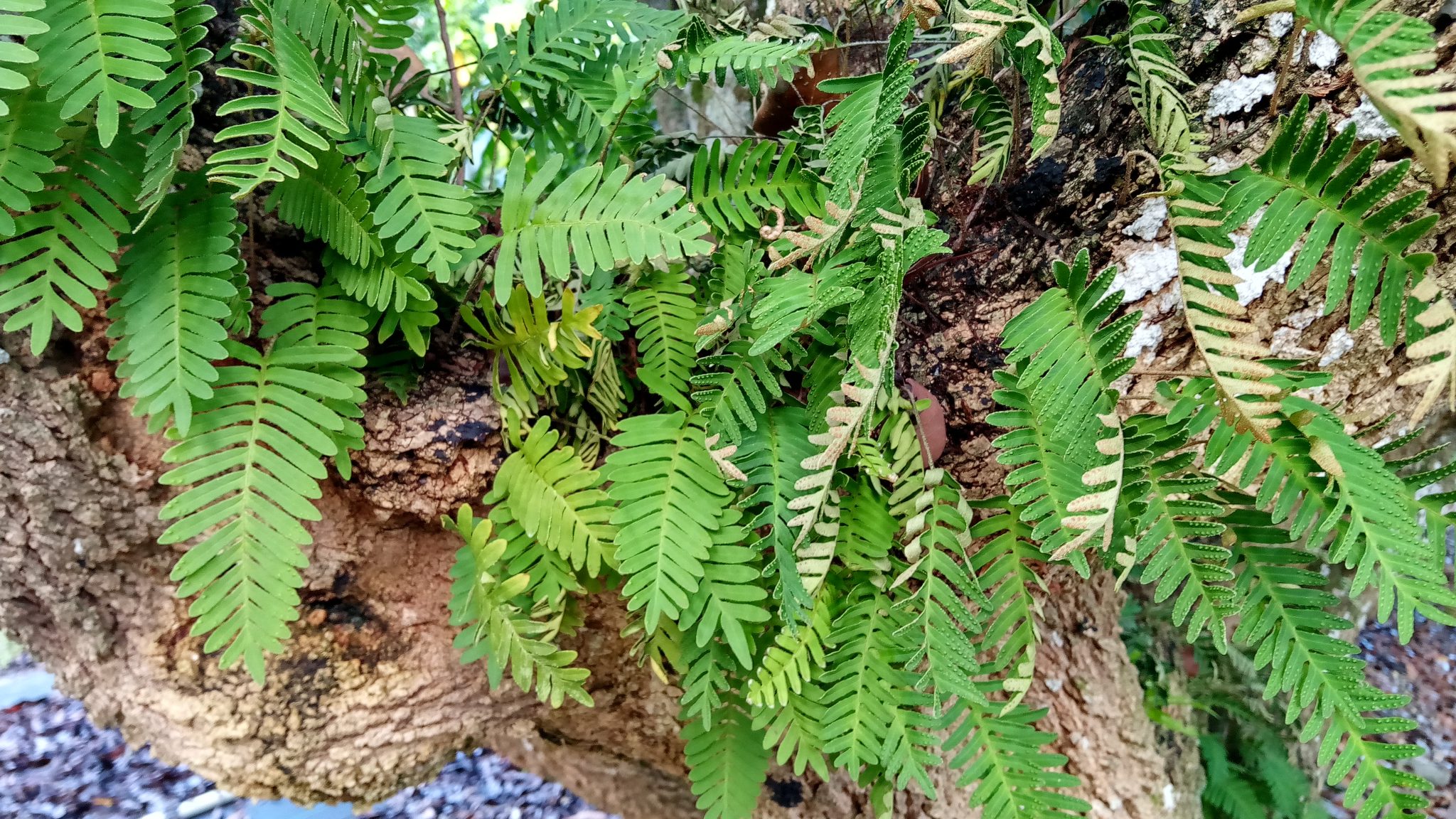 Resurrection Fern and Whisk-Fern - Richard Lyons Nursery, Inc.