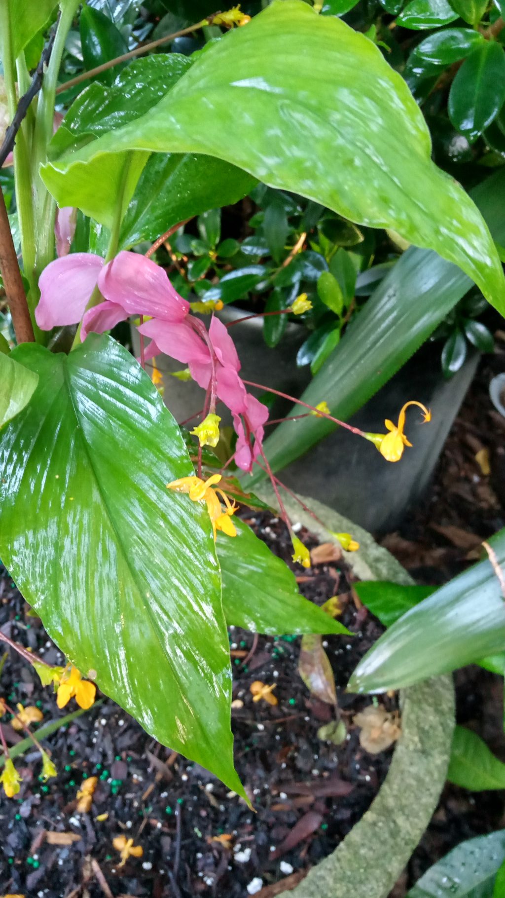Peacock Ginger and Dancing Ladies Ginger - Richard Lyons Nursery, Inc.