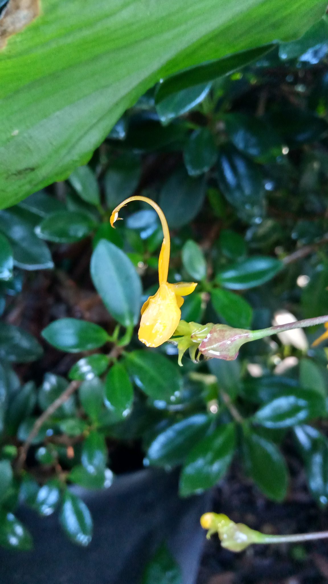 Peacock Ginger and Dancing Ladies Ginger - Richard Lyons Nursery, Inc.