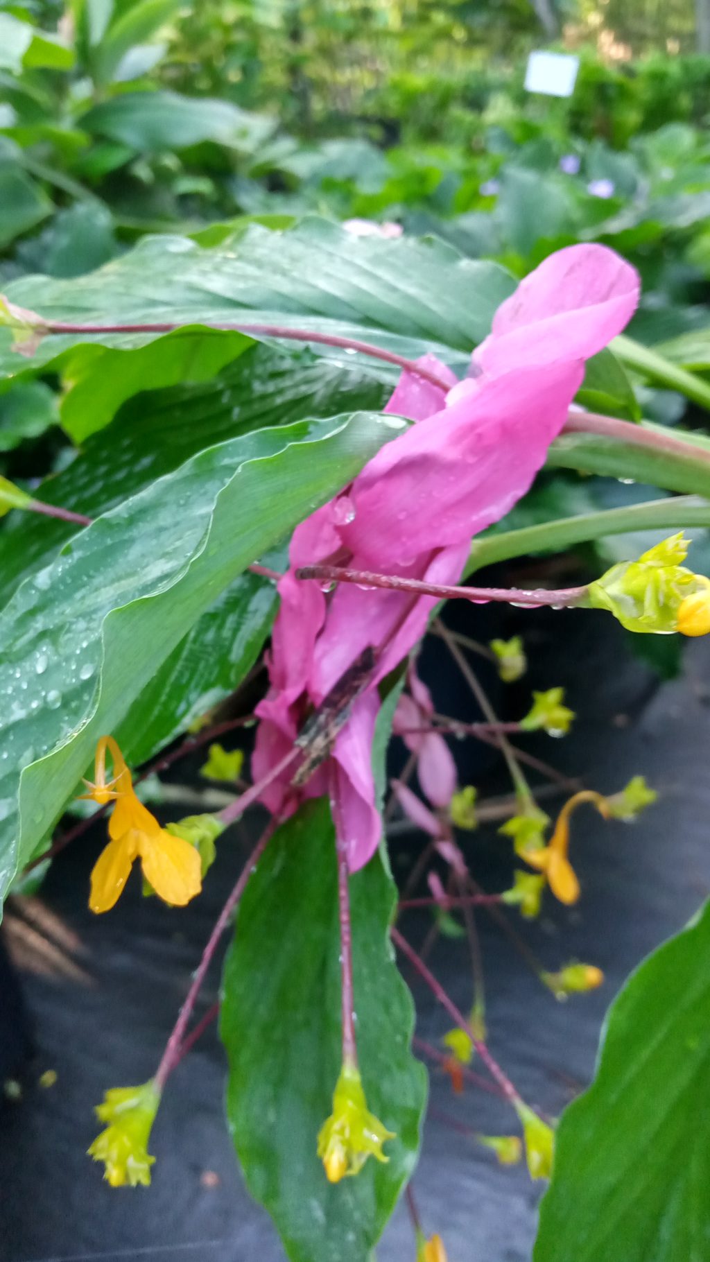 Peacock Ginger and Dancing Ladies Ginger - Richard Lyons Nursery, Inc.