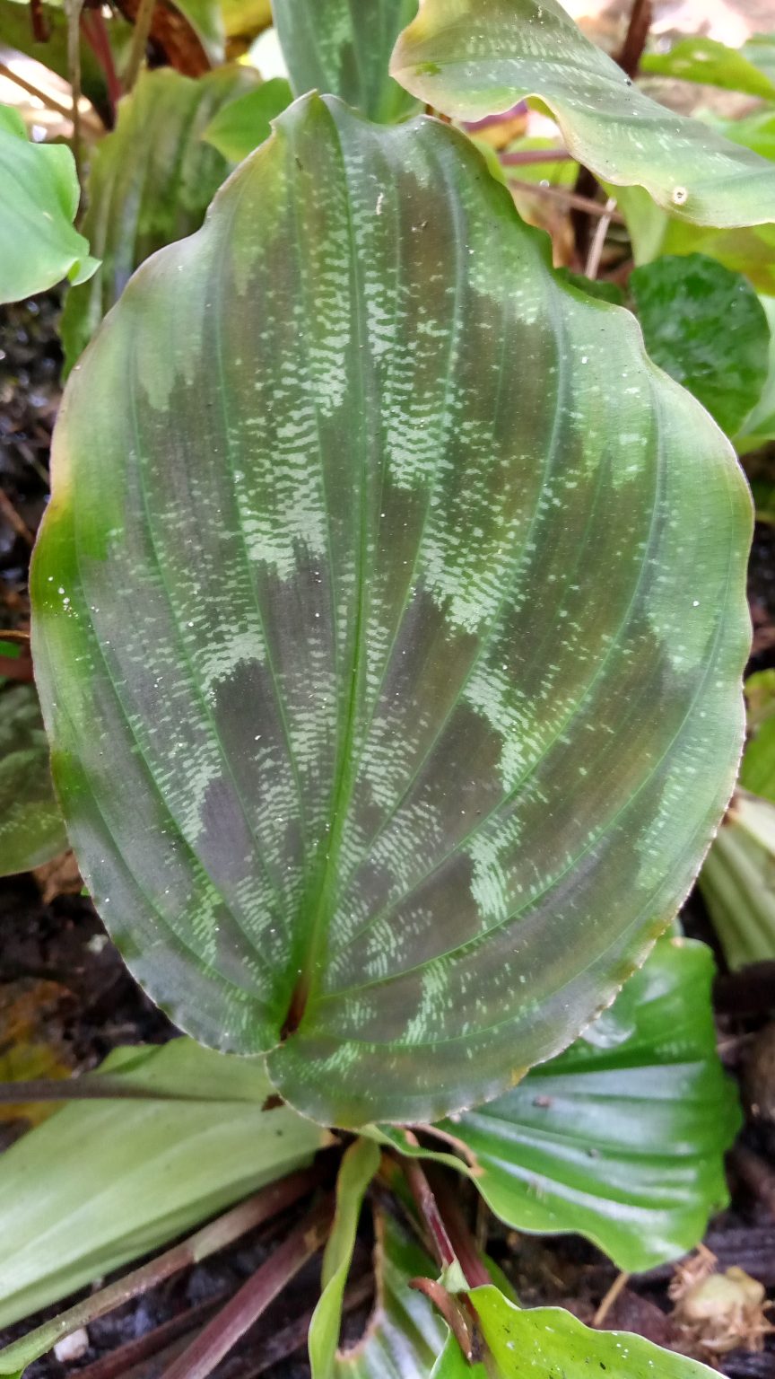 Peacock Ginger and Dancing Ladies Ginger - Richard Lyons Nursery, Inc.