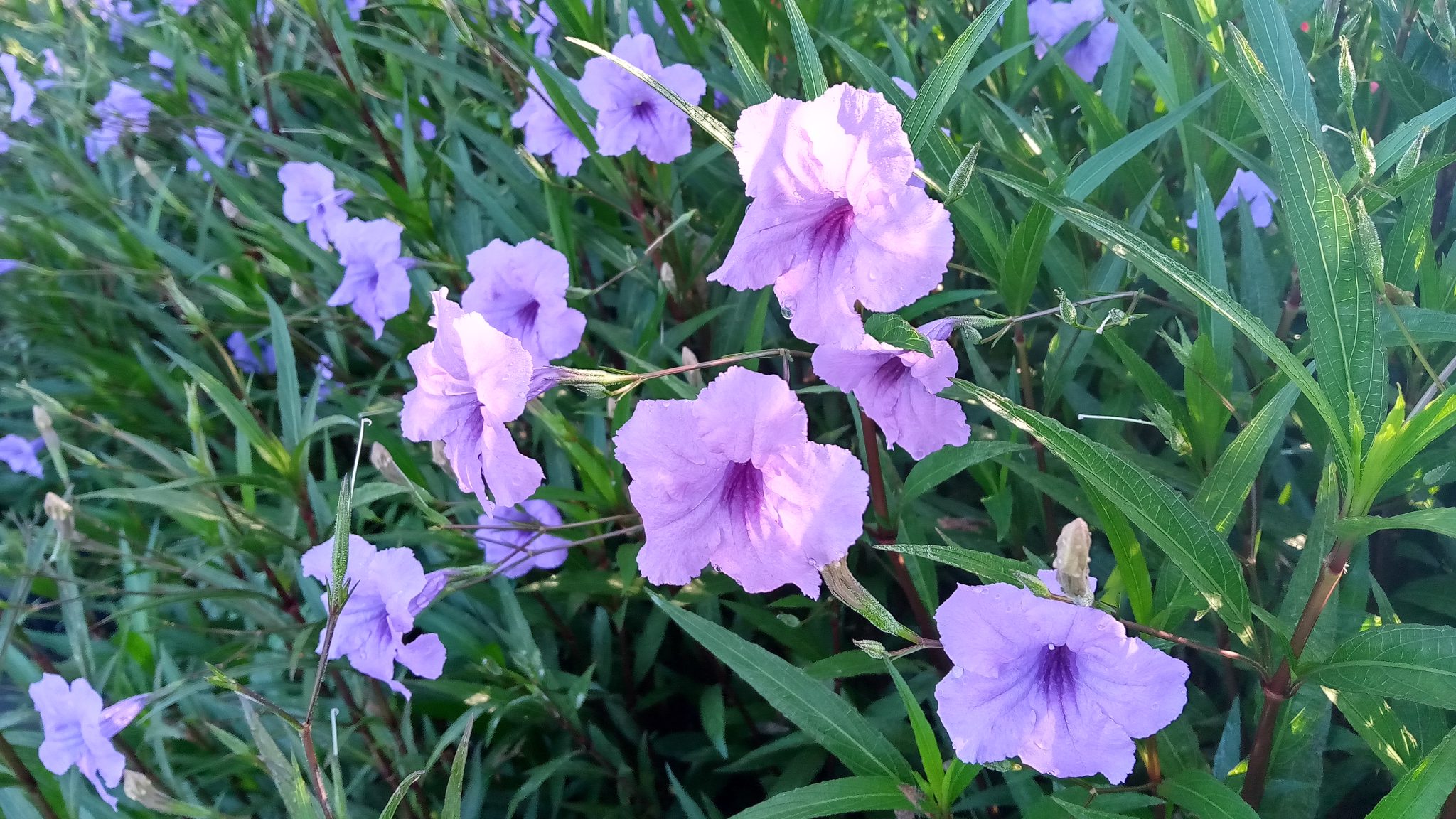 Ruellia brittoniana (Purple Mexican Petunia) - Richard Lyons Nursery, Inc.
