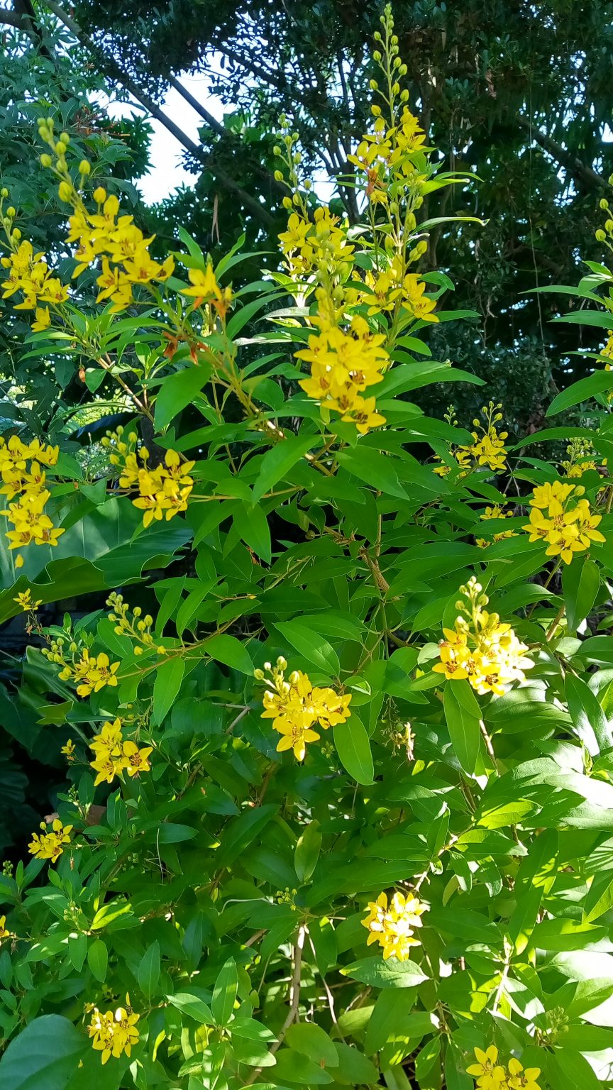 Golden Thryallis Shrub - Richard Lyons Nursery, Inc.