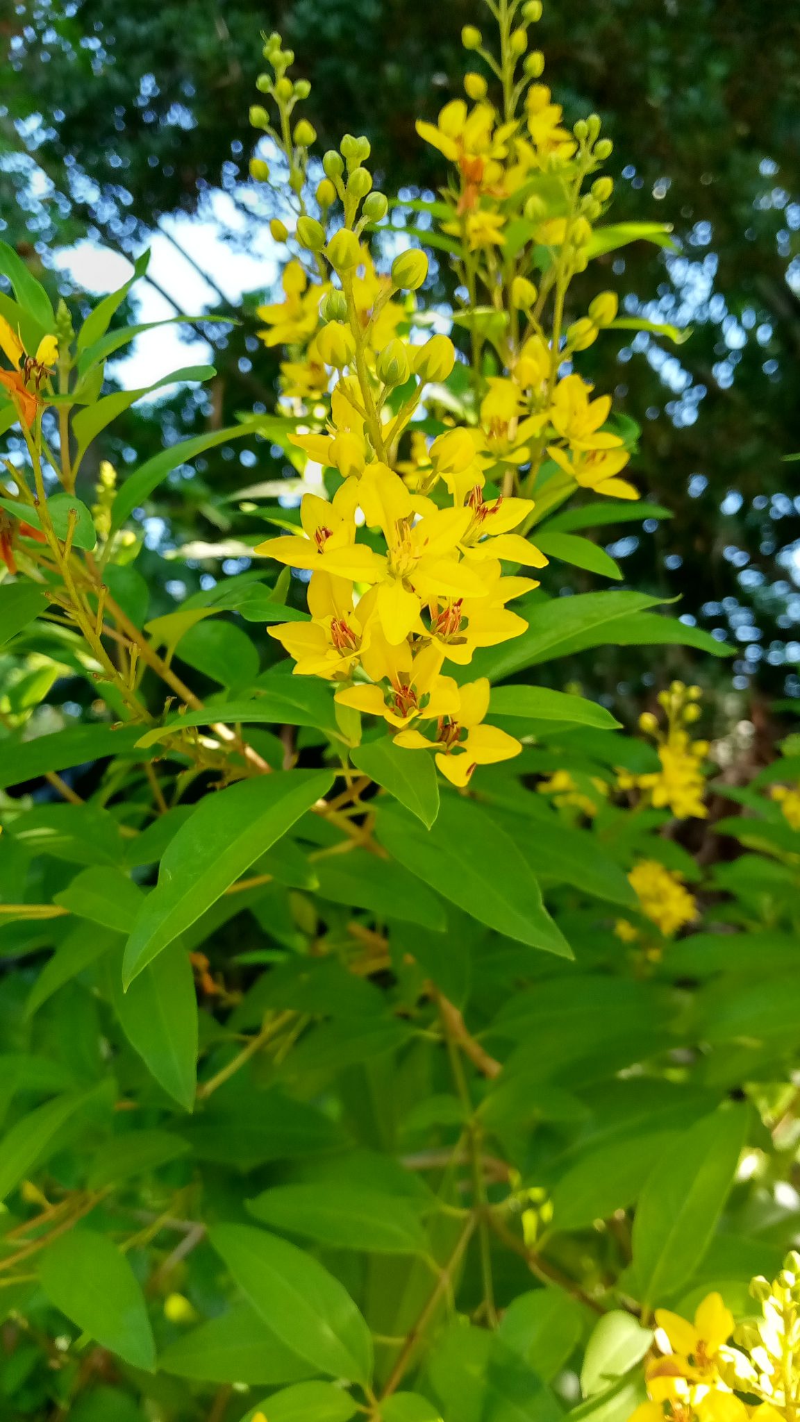 Golden Thryallis Shrub - Richard Lyons Nursery, Inc.