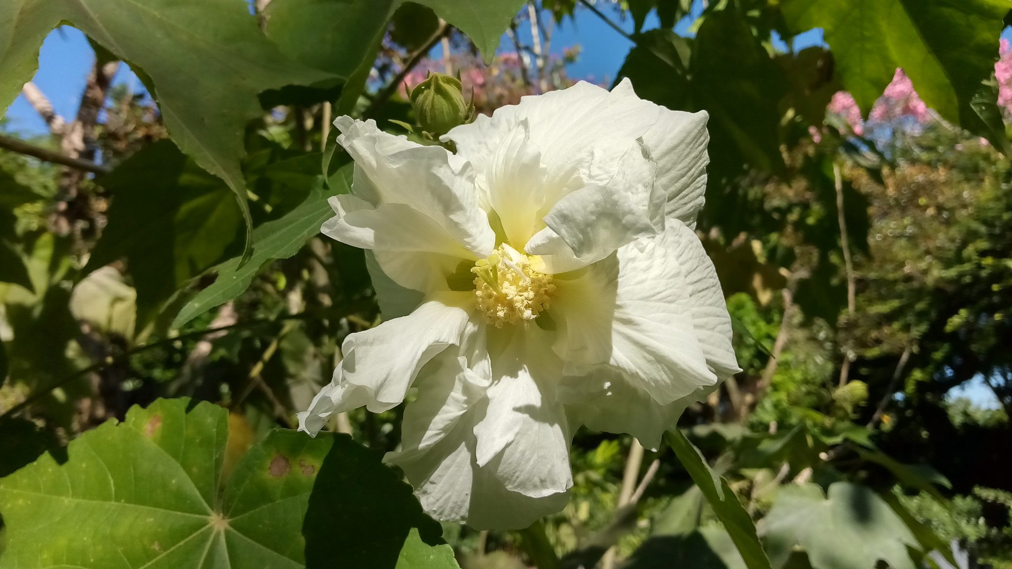 Hibiscus mutabilis (Confederate Rose) - Richard Lyons Nursery, Inc.