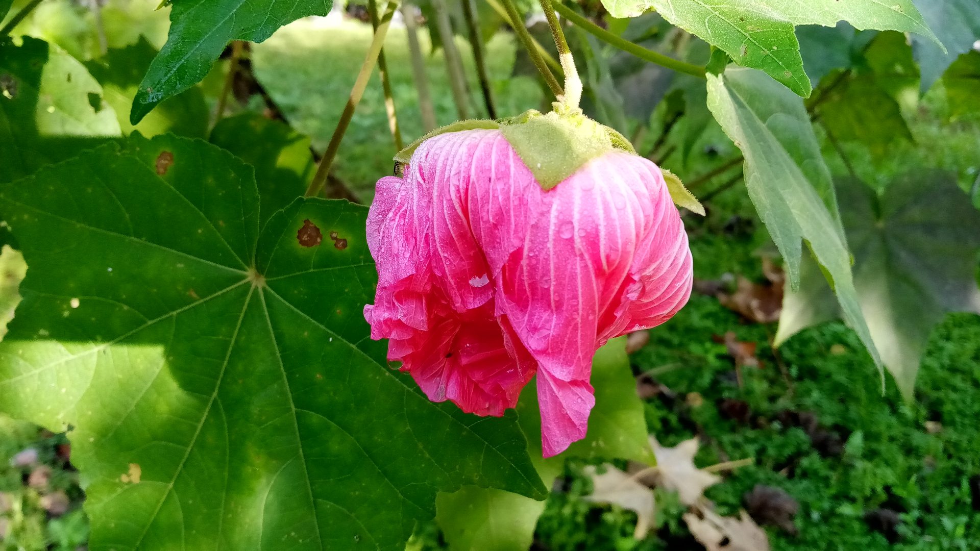 Confederate Rose - Richard Lyons Nursery, Inc.