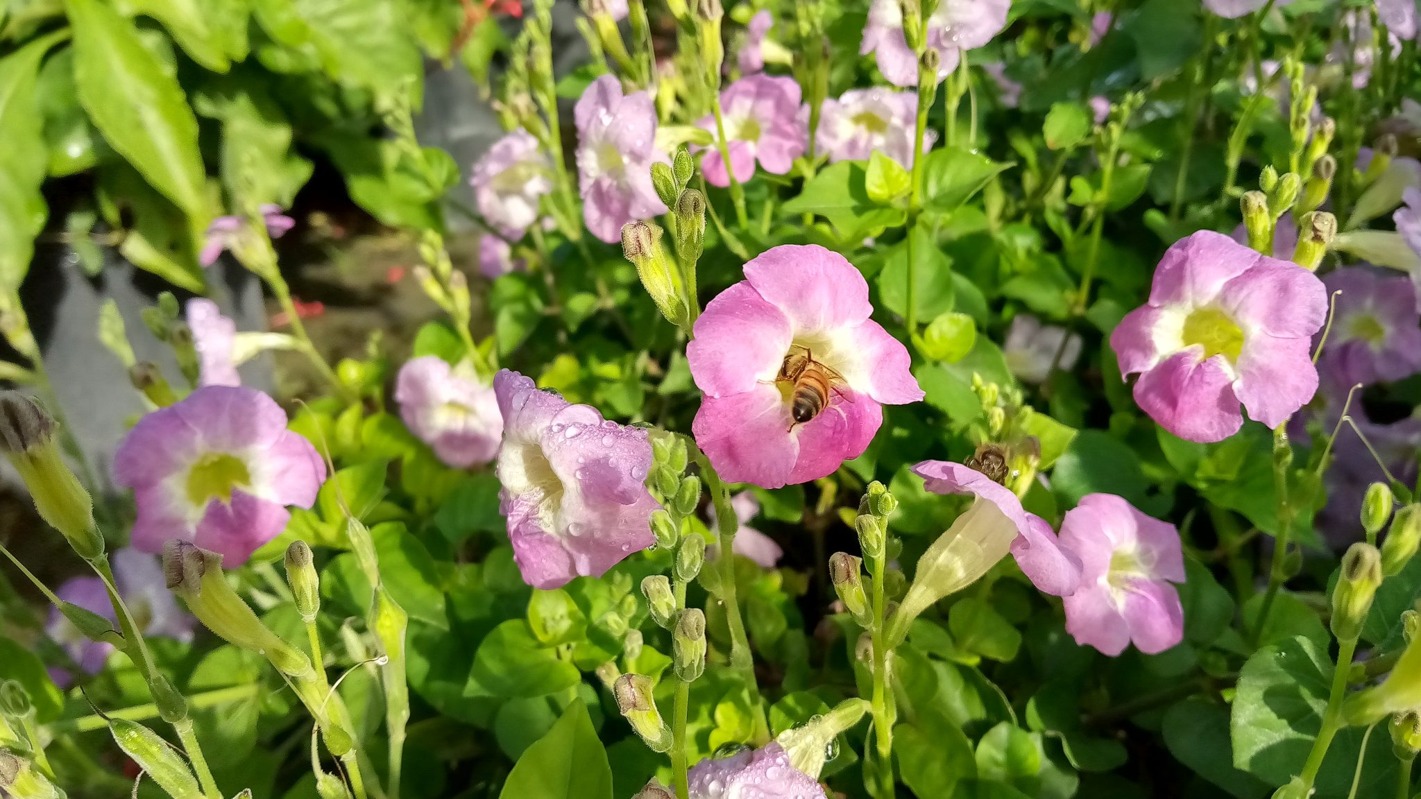 Chinese Violet - Richard Lyons Nursery, Inc.