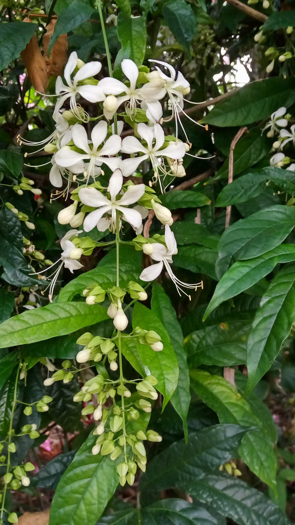 Clerodendrum wallichii (Nodding Glorybower Shrub) - Richard Lyons ...