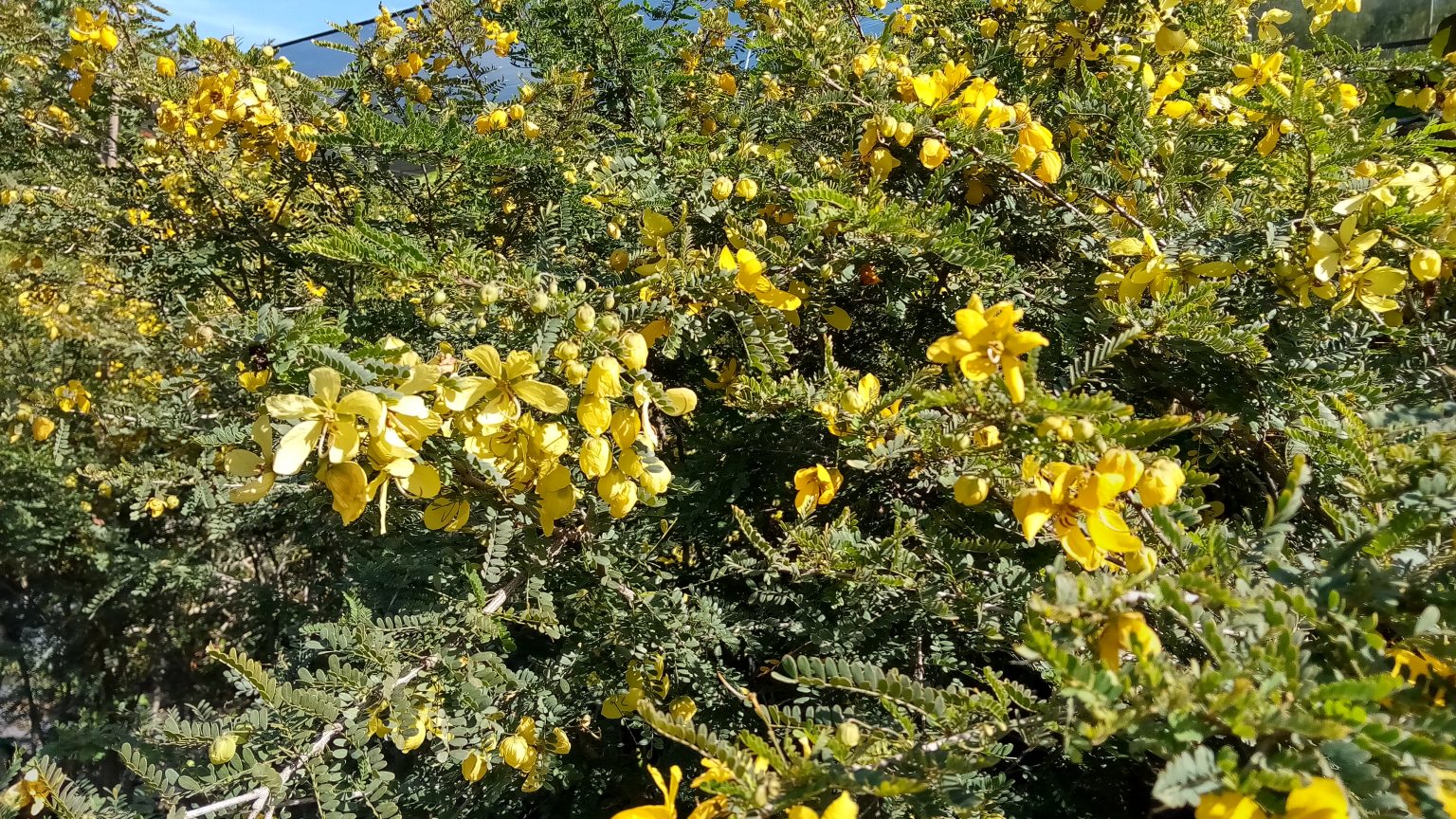 Desert Cassia - Richard Lyons Nursery, Inc.