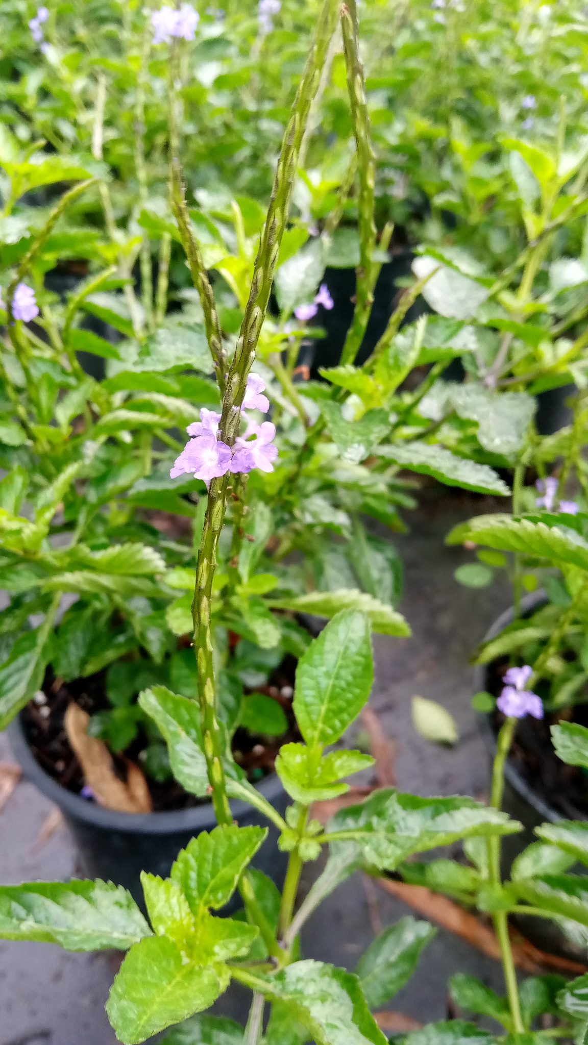 Stachytarpheta jamaicensis (Blue Porterweed) - Richard Lyons Nursery, Inc.