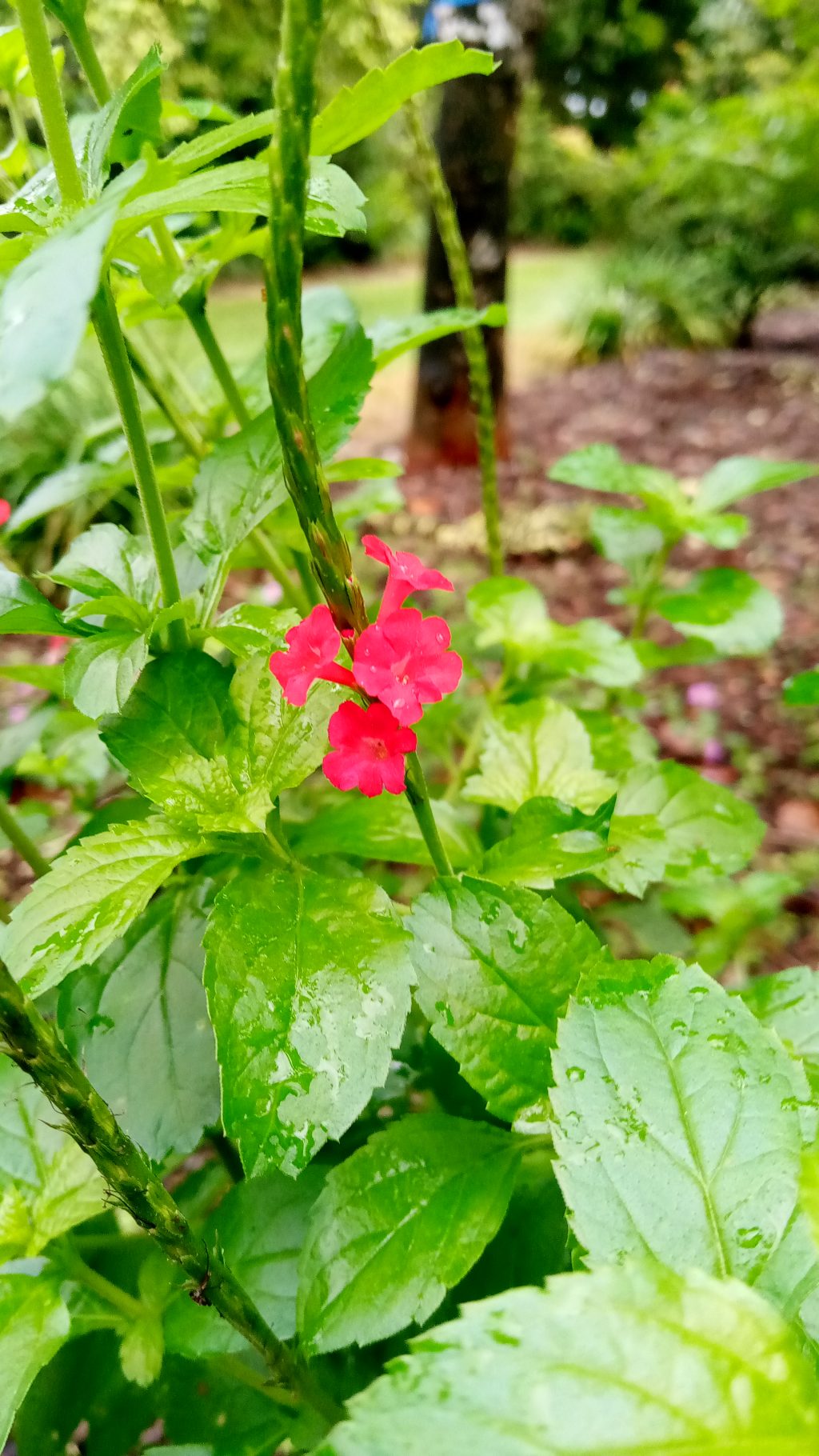 Porterweed - Richard Lyons Nursery, Inc.