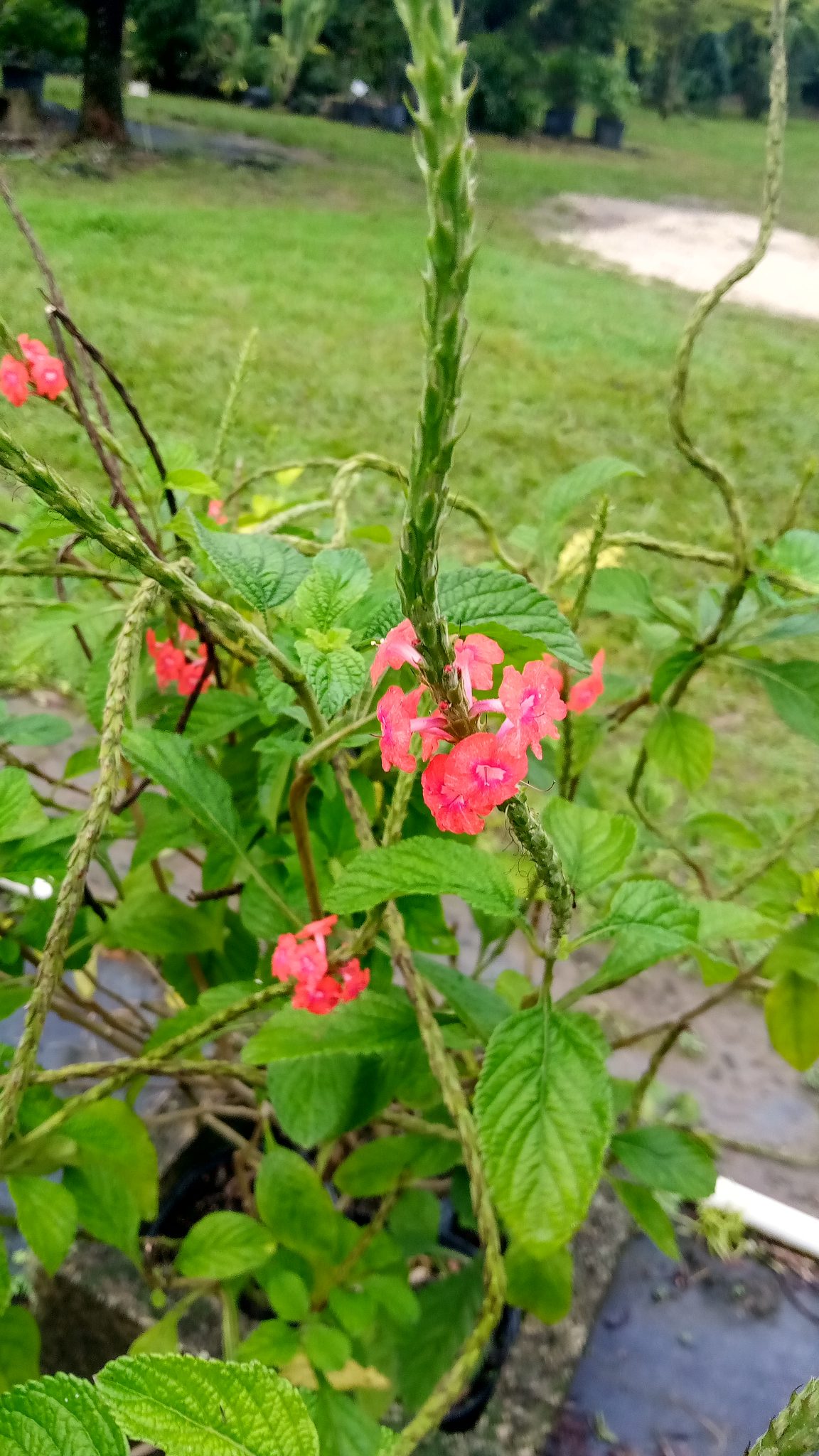 Stachytarpheta mutabilis (Pink Porterweed) - Richard Lyons Nursery, Inc.